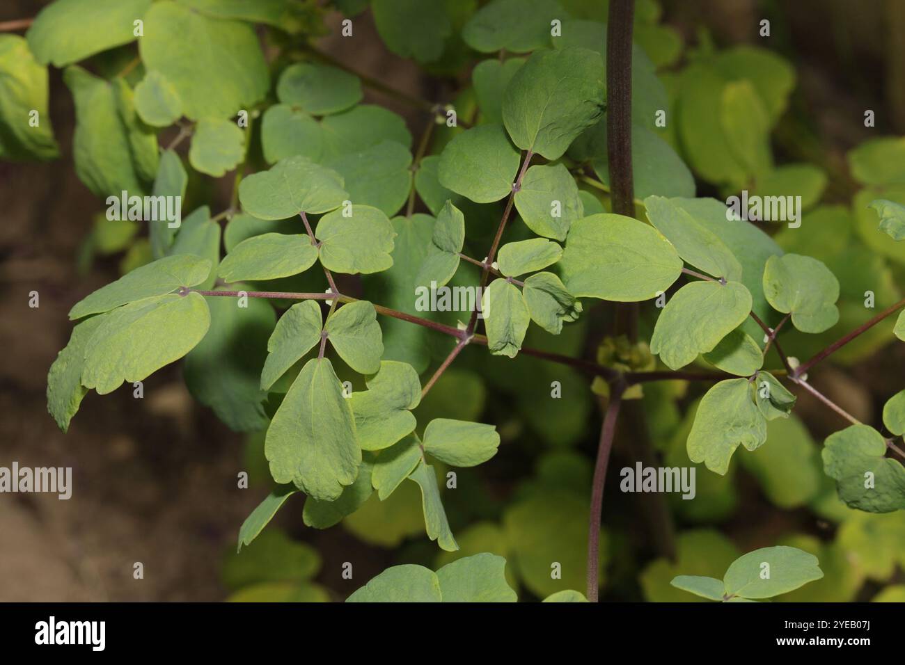 Common Meadow-rue (Thalictrum flavum Stock Photo - Alamy