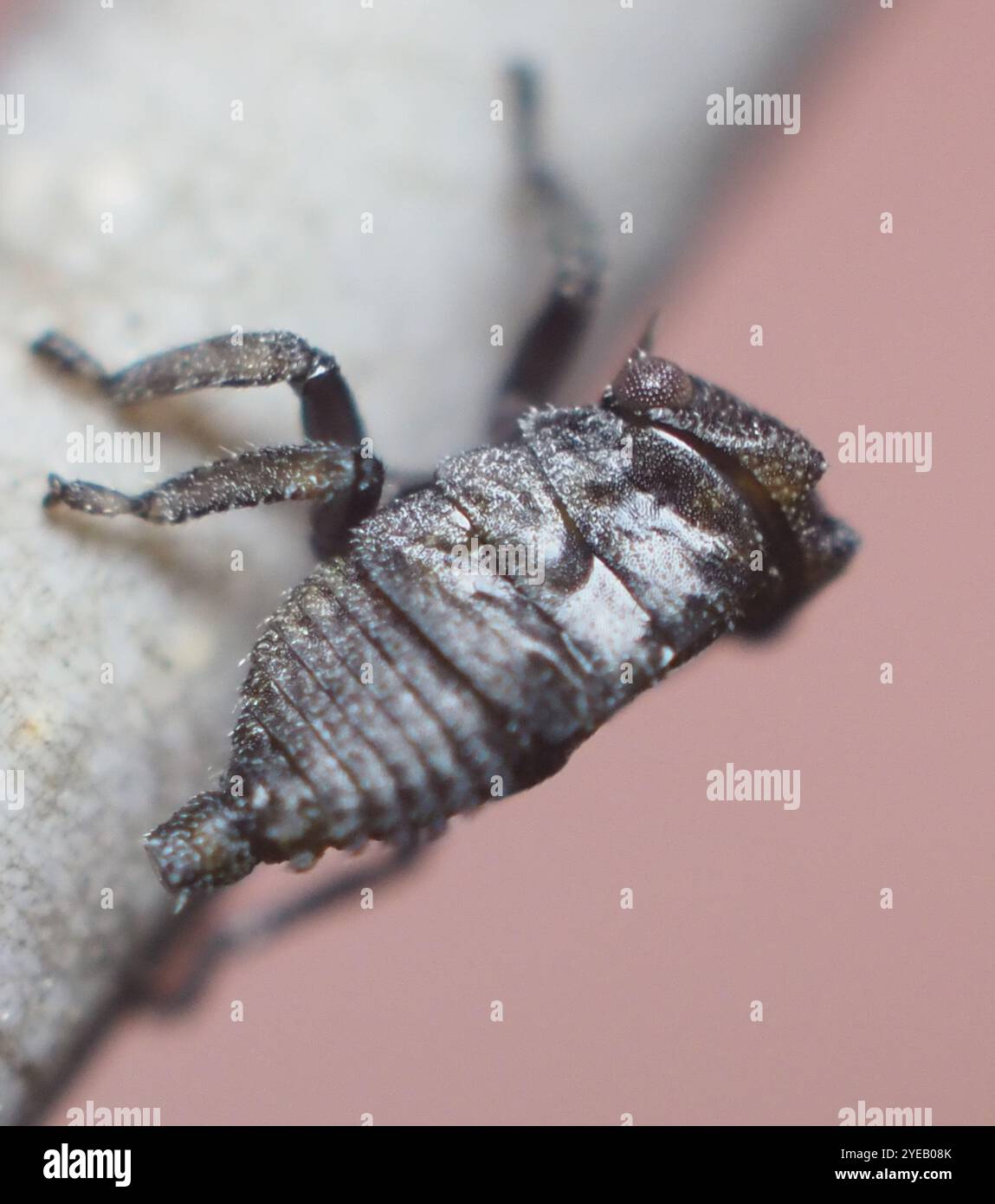 Typical treehoppers hi-res stock photography and images - Alamy