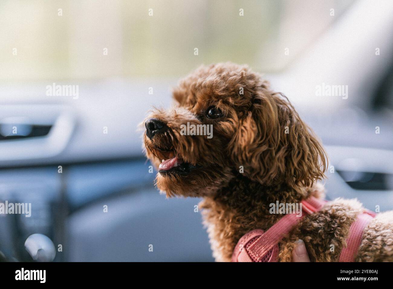 A brown toy poodle breed dog sitting on the passenger seat inside a car ...