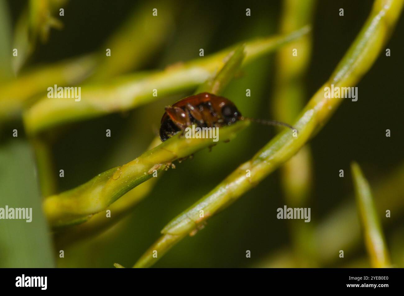 Flea Beetles (Alticini Stock Photo - Alamy