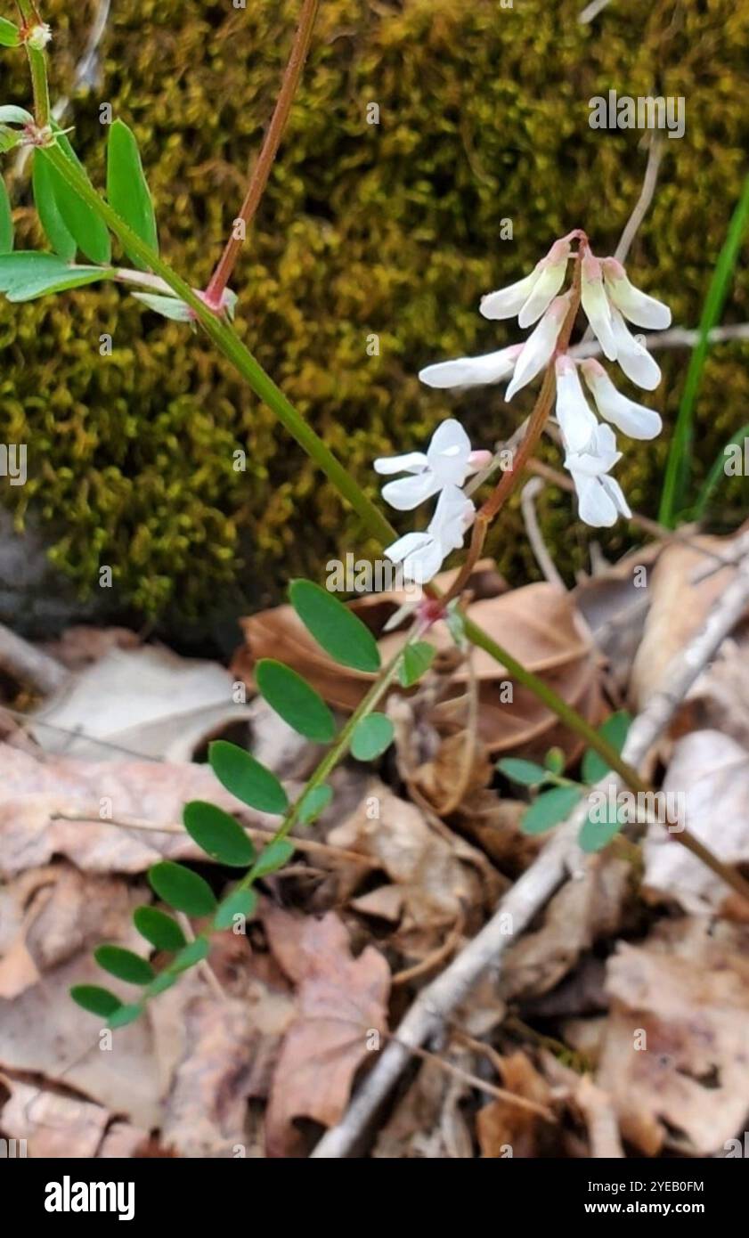 Carolina Vetch (Vicia caroliniana Stock Photo - Alamy