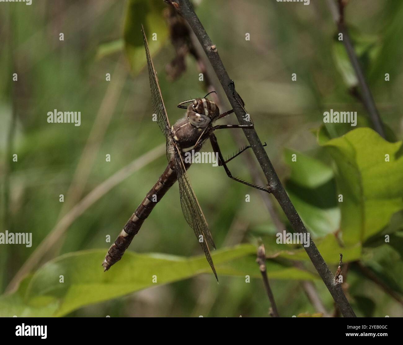 Stream Cruiser (Didymops transversa Stock Photo - Alamy