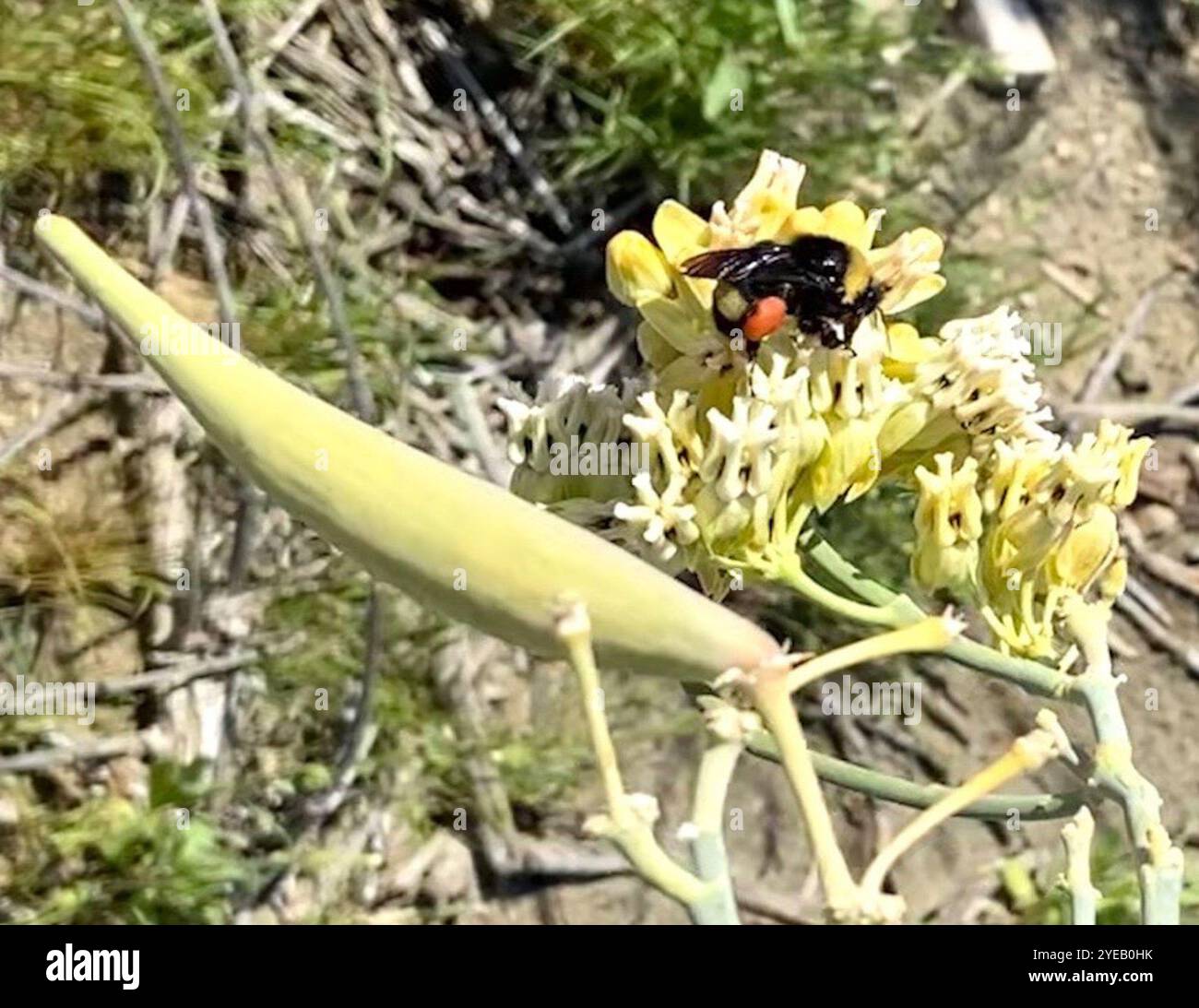 rush milkweed (Asclepias subulata Stock Photo - Alamy