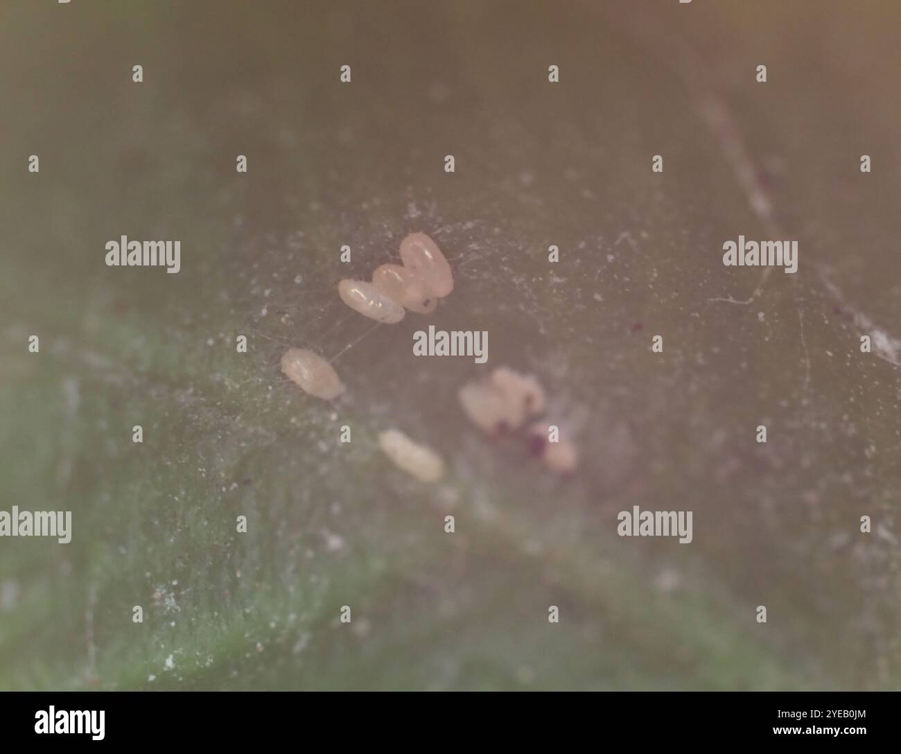 Barklice, Booklice, and Parasitic Lice (Psocodea Stock Photo - Alamy