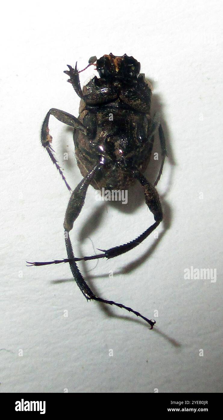 Dung spider hi-res stock photography and images - Alamy