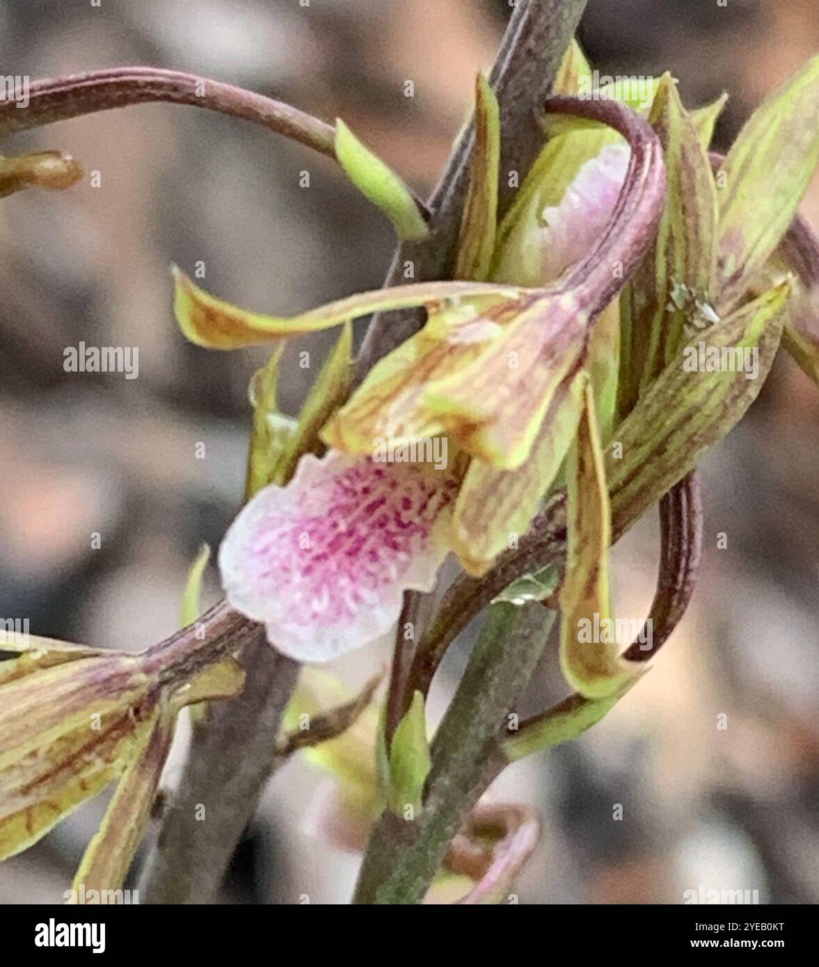 Chinese Crown Orchid (Eulophia graminea Stock Photo - Alamy