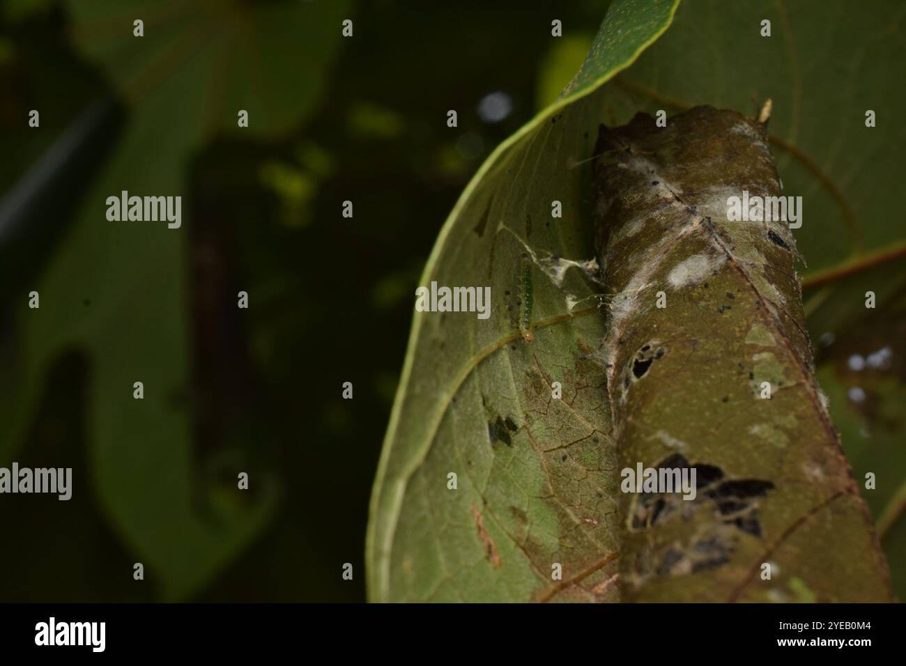 Cotton Leaf Roller (Haritalodes derogata Stock Photo - Alamy