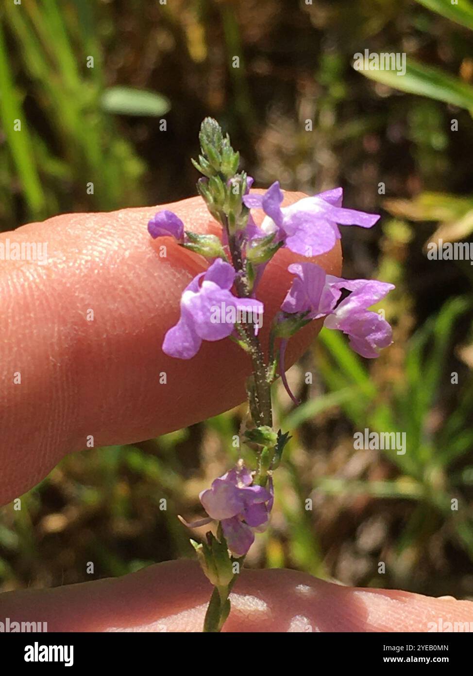 blue toadflax (Nuttallanthus canadensis Stock Photo - Alamy
