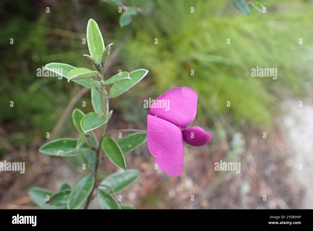 Box Capesweetpea (Podalyria buxifolia Stock Photo - Alamy