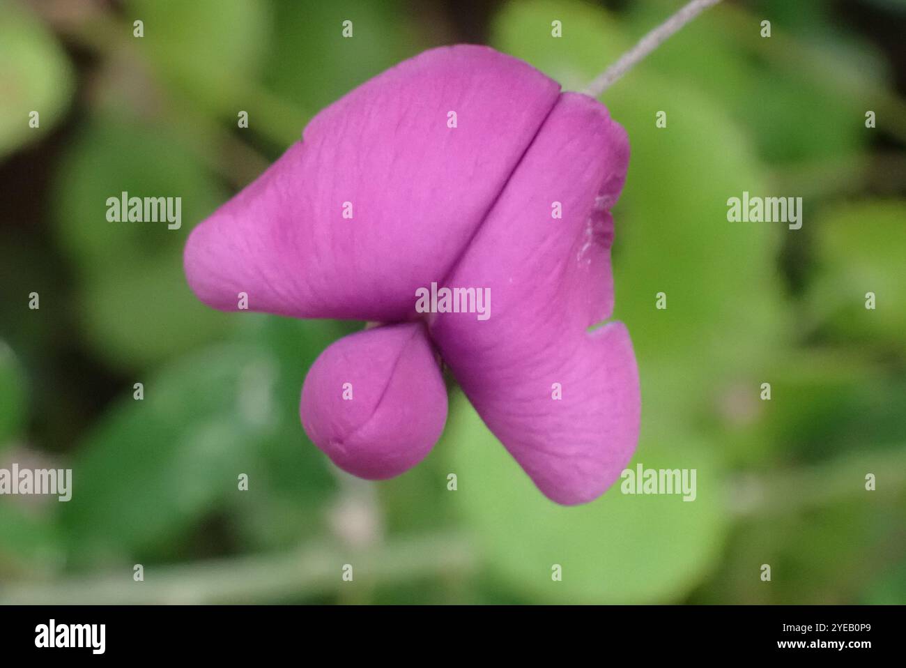 Box Capesweetpea (Podalyria buxifolia Stock Photo - Alamy