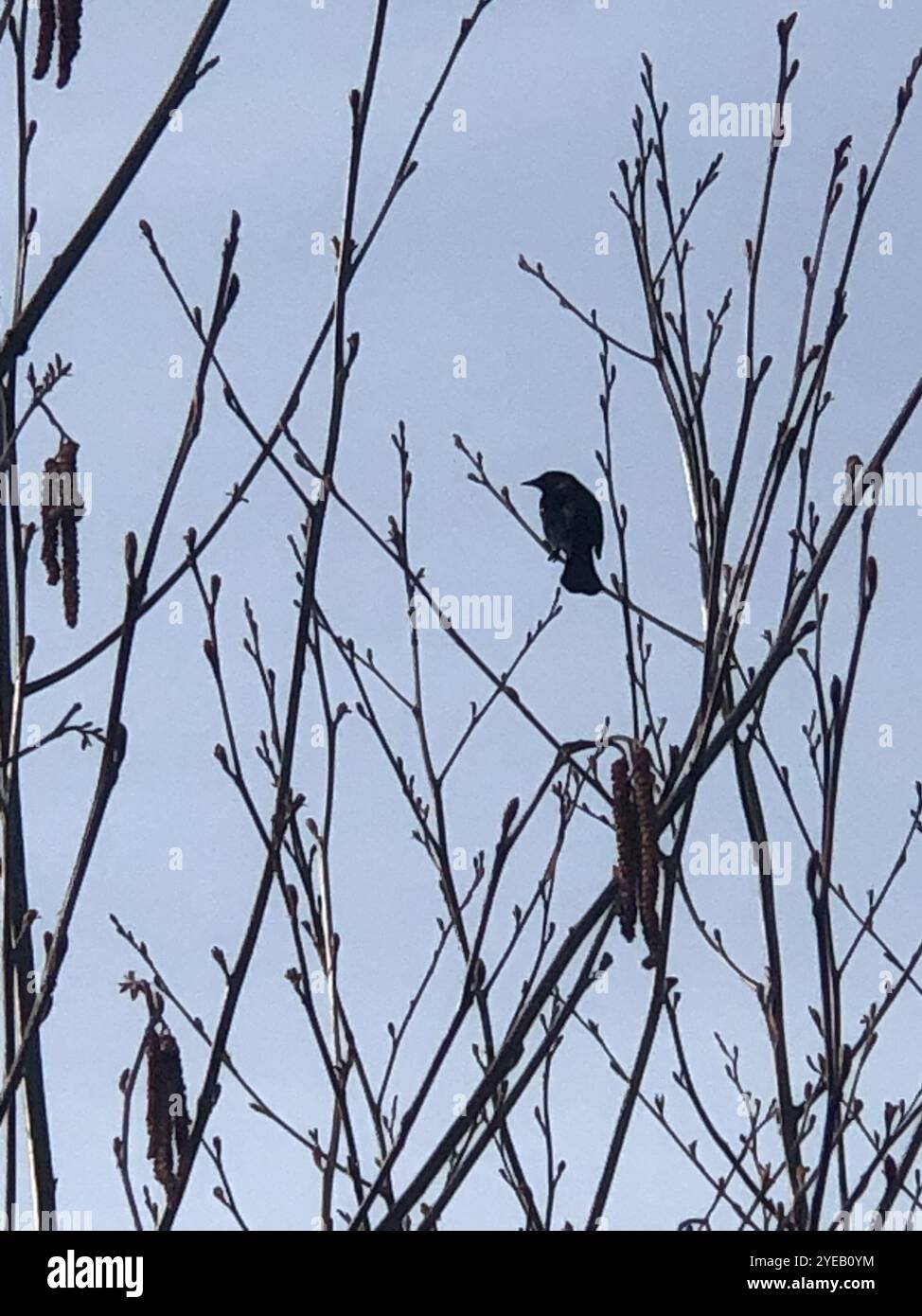 New World Blackbirds and Orioles (Icteridae Stock Photo - Alamy