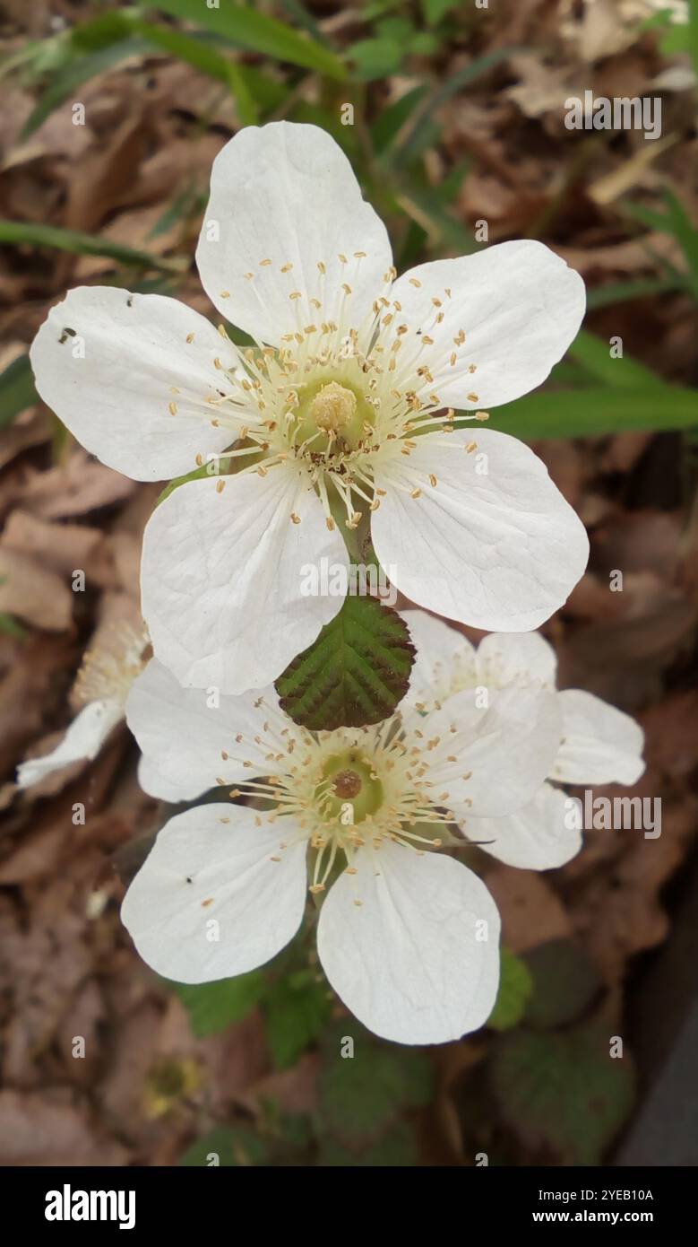 Rubus hirsutus hi-res stock photography and images - Alamy
