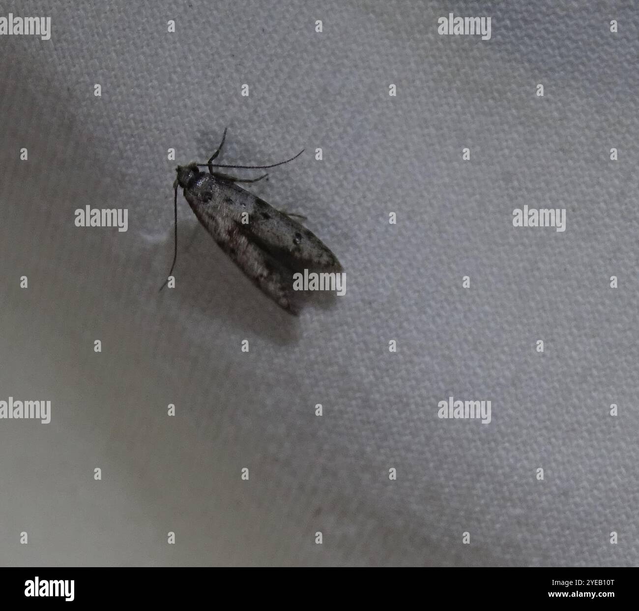 Acorn Moth (Blastobasis glandulella Stock Photo - Alamy