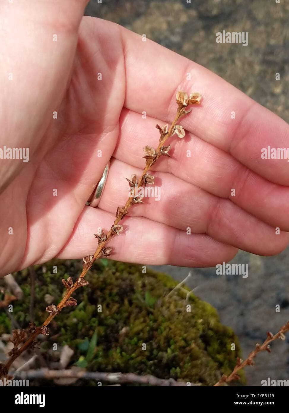 Beechdrops (Epifagus virginiana Stock Photo - Alamy