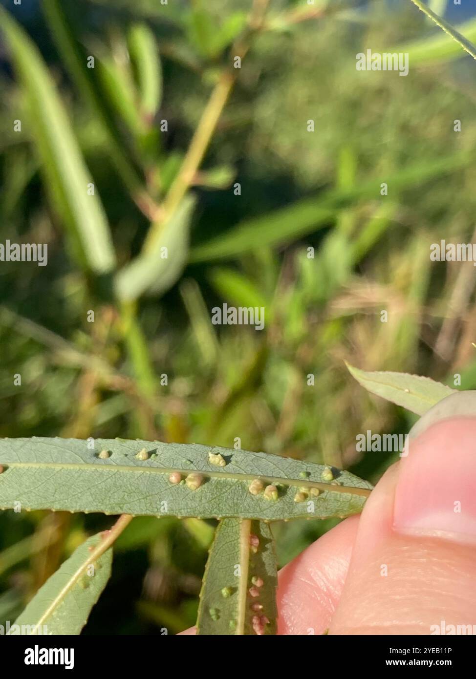Aculus tetanothrix hi-res stock photography and images - Alamy