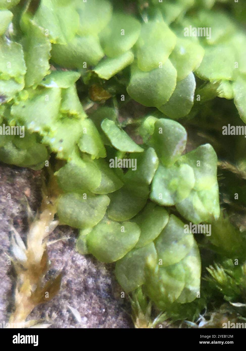 Radula complanata hi-res stock photography and images - Alamy