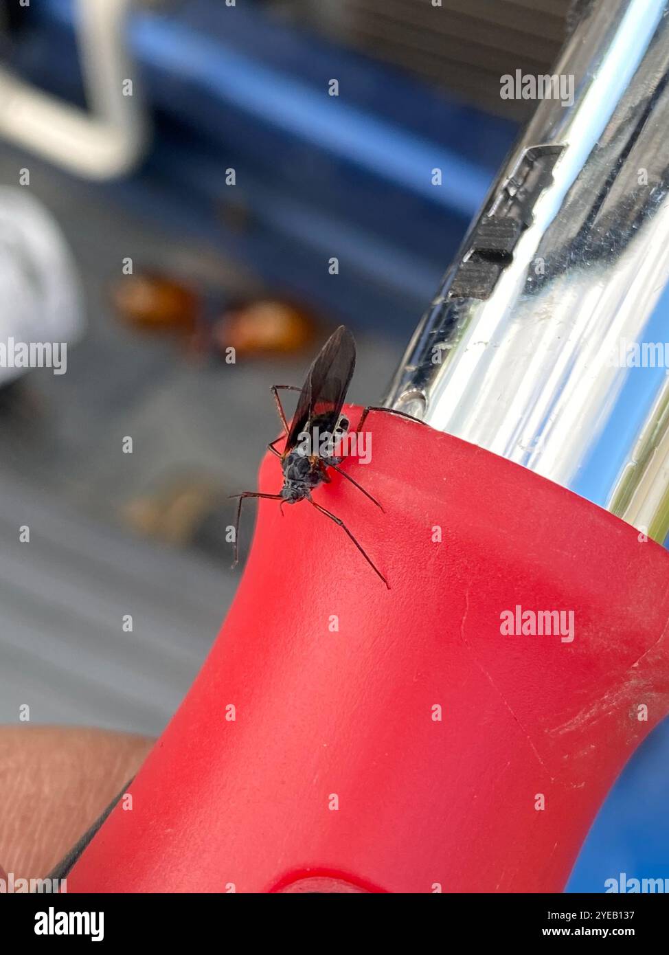 Giant aphid hi-res stock photography and images - Alamy