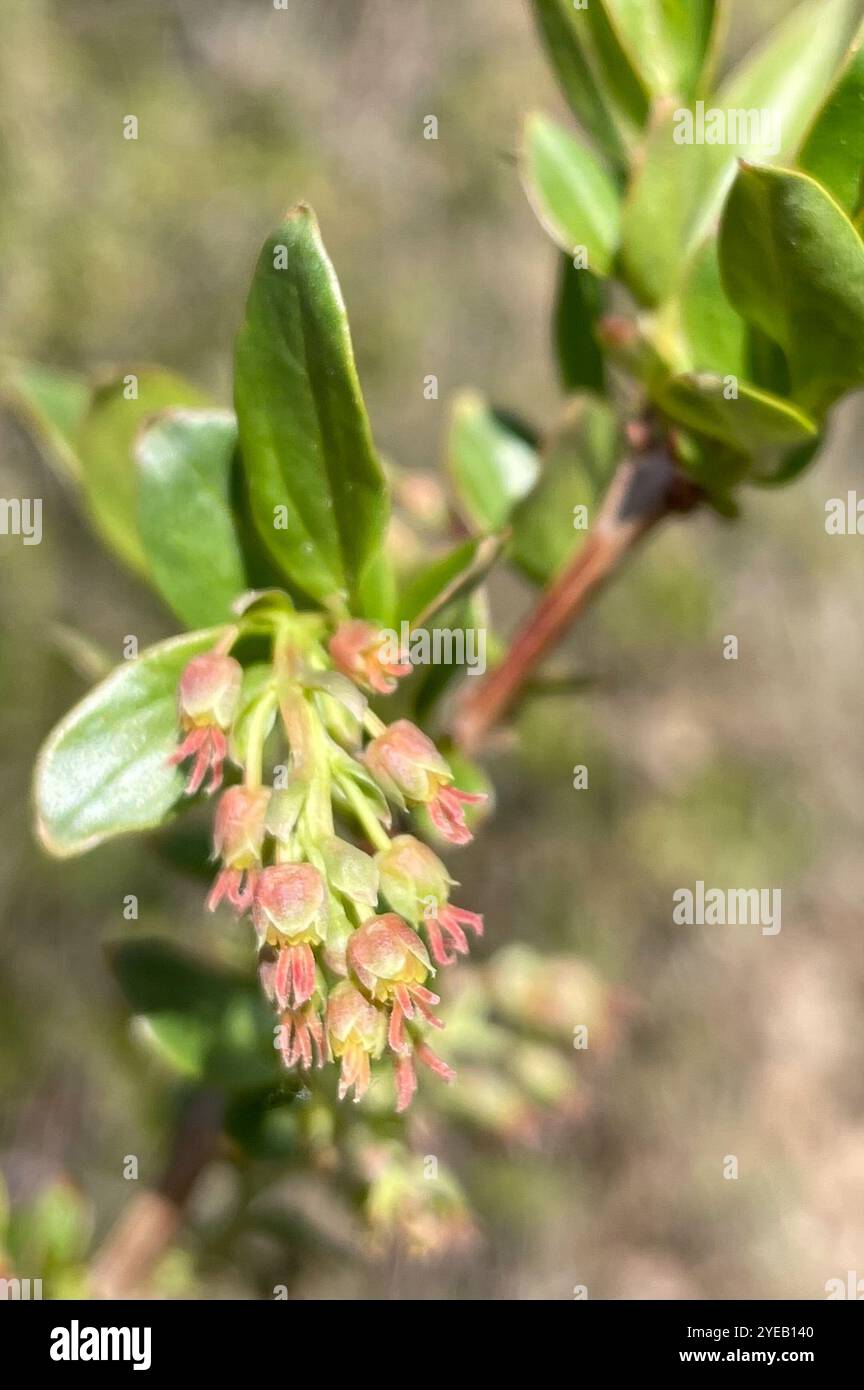 ink plant (Coriaria myrtifolia Stock Photo - Alamy