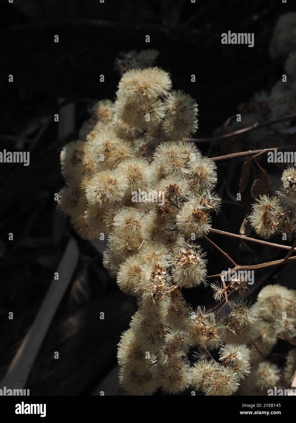 River Bittertea (Gymnanthemum amygdalinum Stock Photo - Alamy