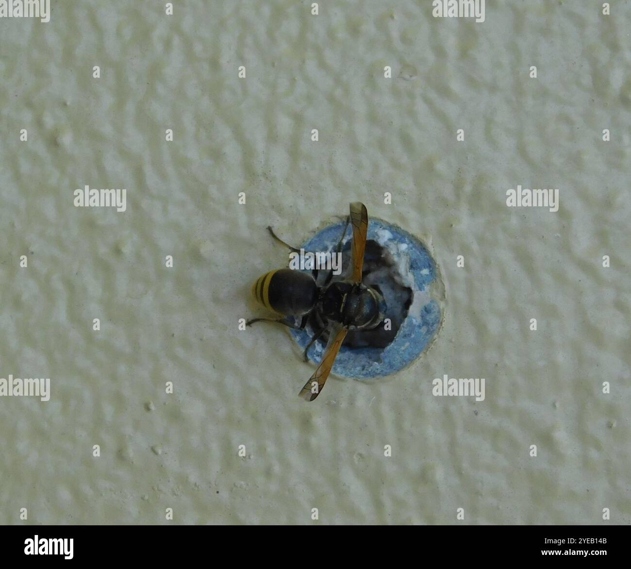 Keyhole Wasp (Pachodynerus nasidens Stock Photo - Alamy