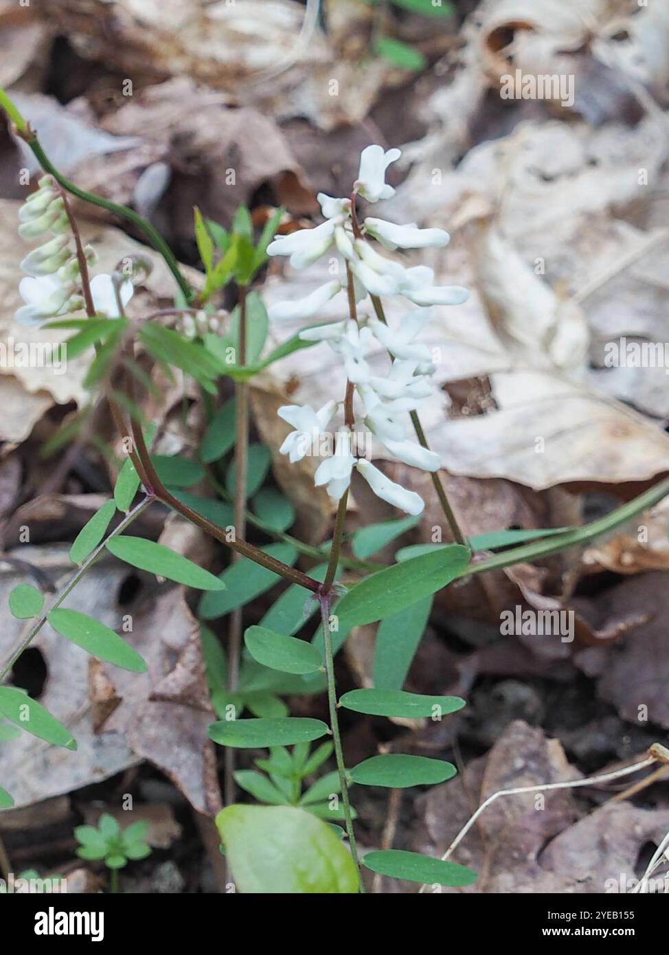Carolina Vetch (Vicia caroliniana Stock Photo - Alamy