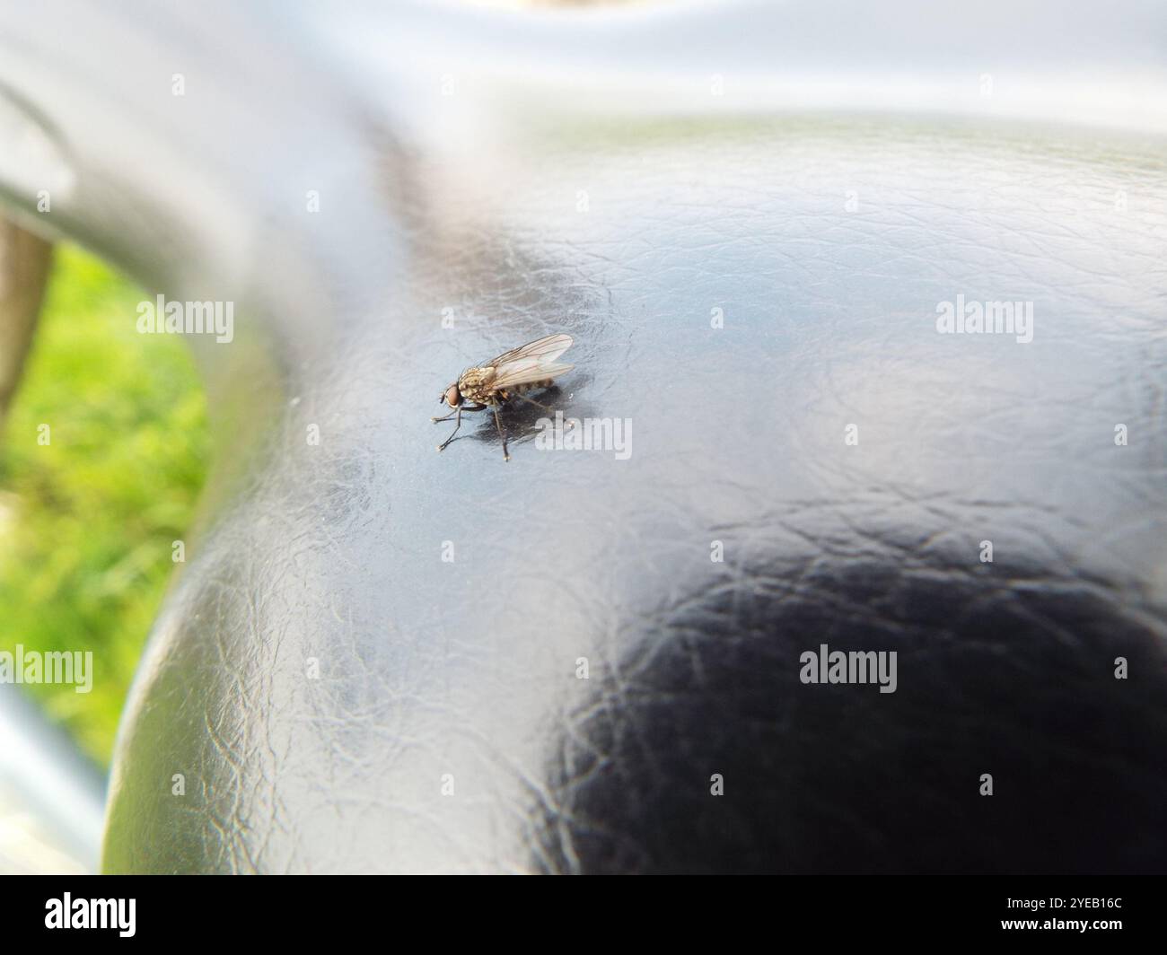 Root-maggot Flies (Anthomyiidae Stock Photo - Alamy