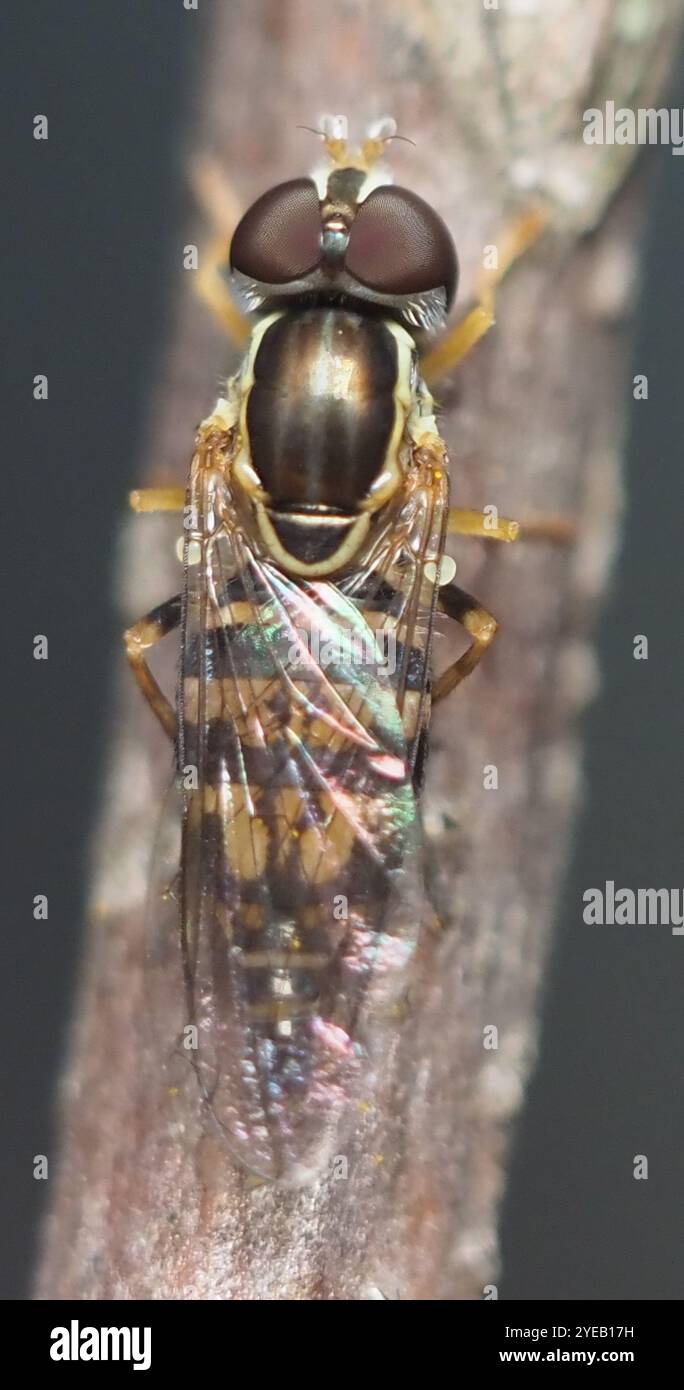 Eastern Calligrapher (Toxomerus geminatus Stock Photo - Alamy