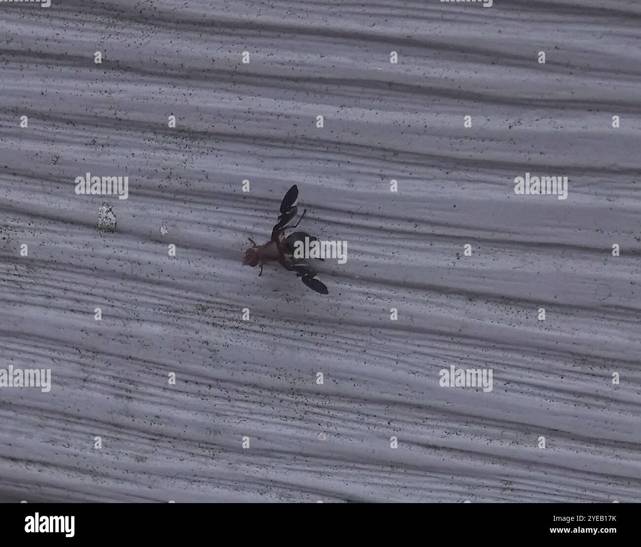 Common Picture-winged Fly (Delphinia picta Stock Photo - Alamy