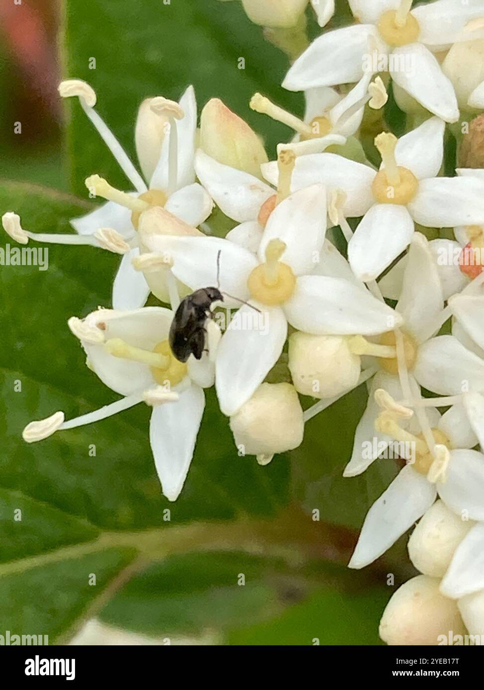 Flea Beetles (Alticini Stock Photo - Alamy