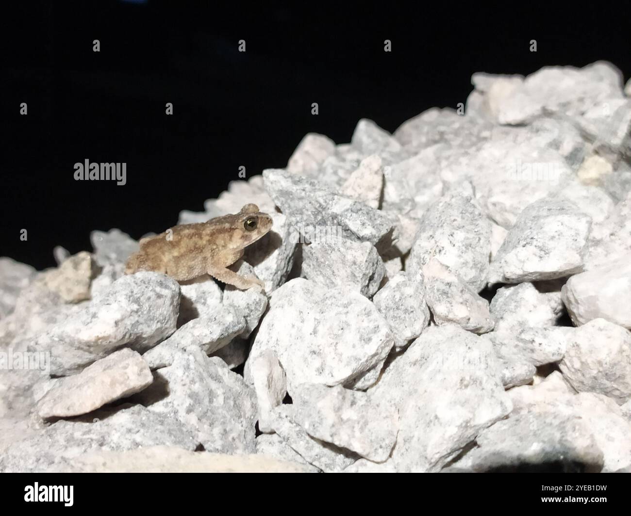 Asian Toads (Duttaphrynus Stock Photo - Alamy