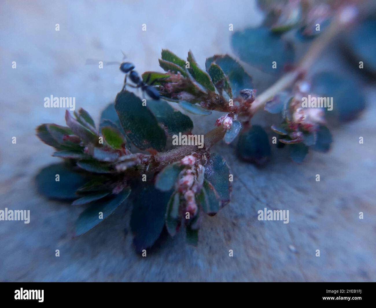Red Caustic-creeper (Euphorbia thymifolia Stock Photo - Alamy