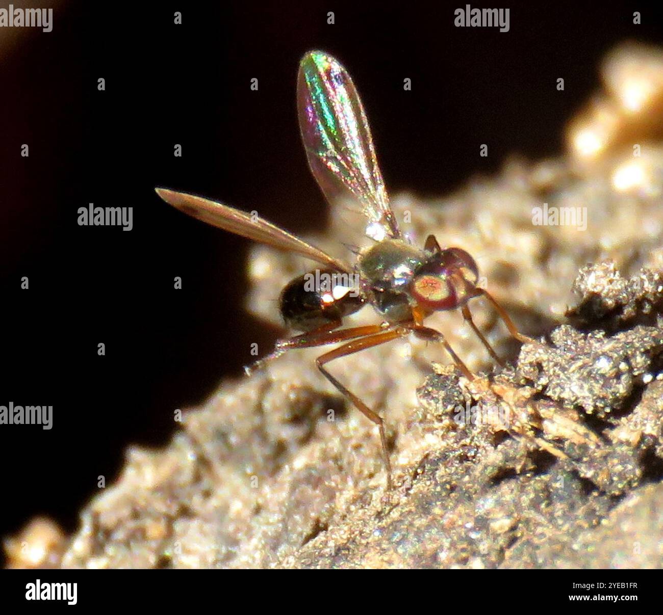 Black Scavenger Flies (Sepsidae Stock Photo - Alamy