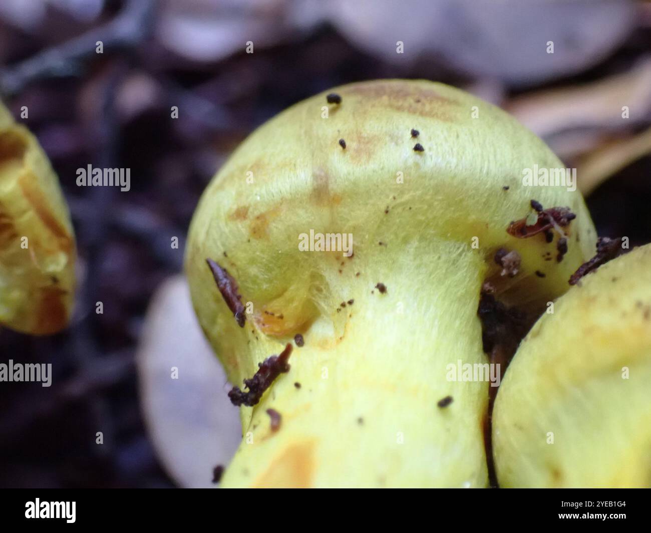 Yellow Skinhead (Cortinarius canarius Stock Photo - Alamy
