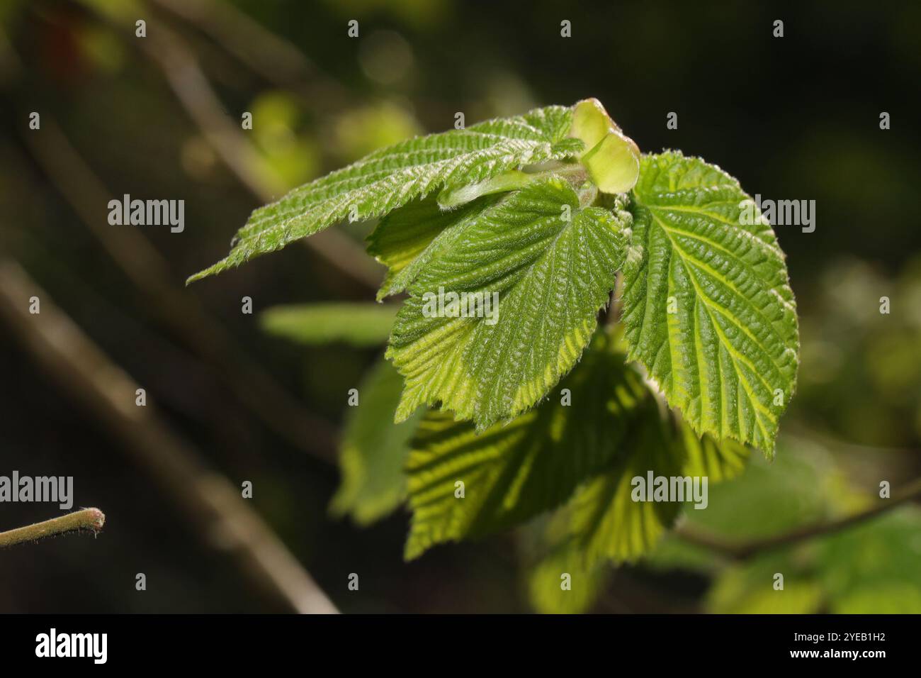 common hazel (Corylus avellana Stock Photo - Alamy