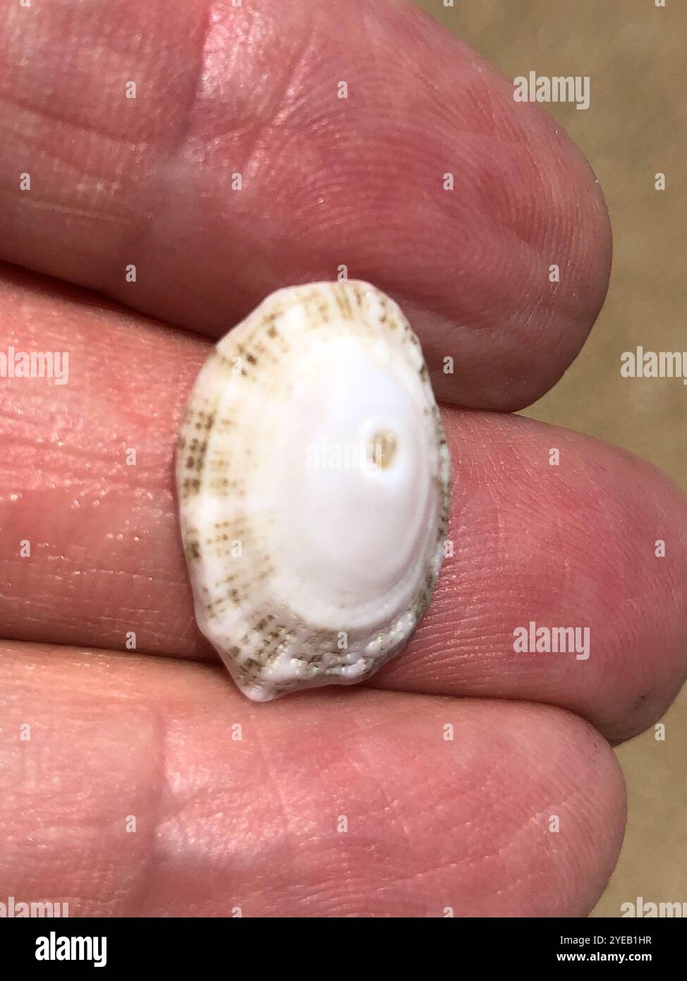 Rough keyhole limpet hi-res stock photography and images - Alamy