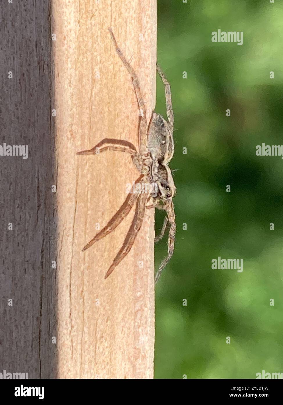 Wolf Spiders (Lycosidae Stock Photo - Alamy