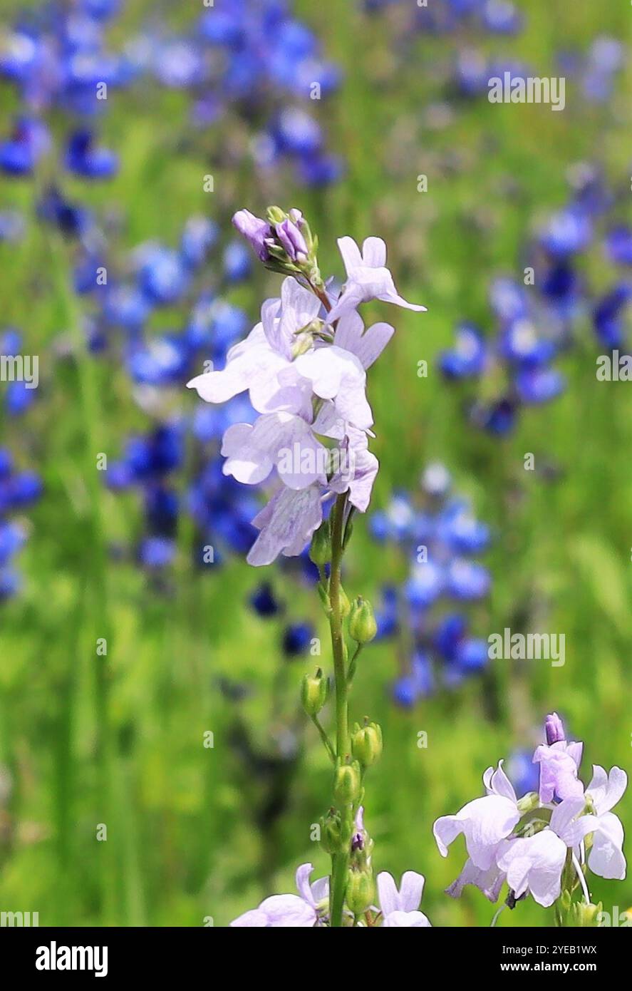 Texas toadflax (Nuttallanthus texanus Stock Photo - Alamy