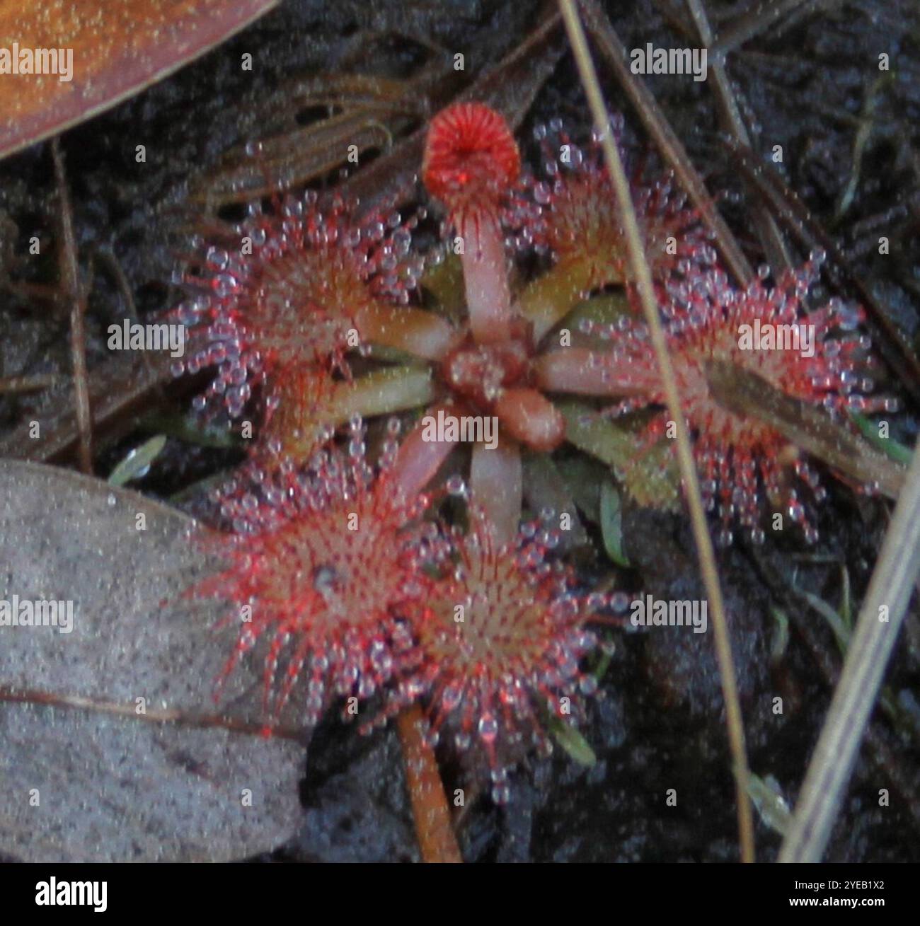 Pink Sundew (Drosera capillaris Stock Photo - Alamy
