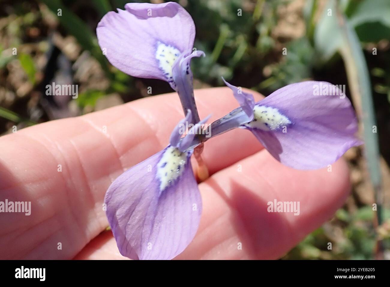 Blue Uintjie (Moraea tripetala Stock Photo - Alamy