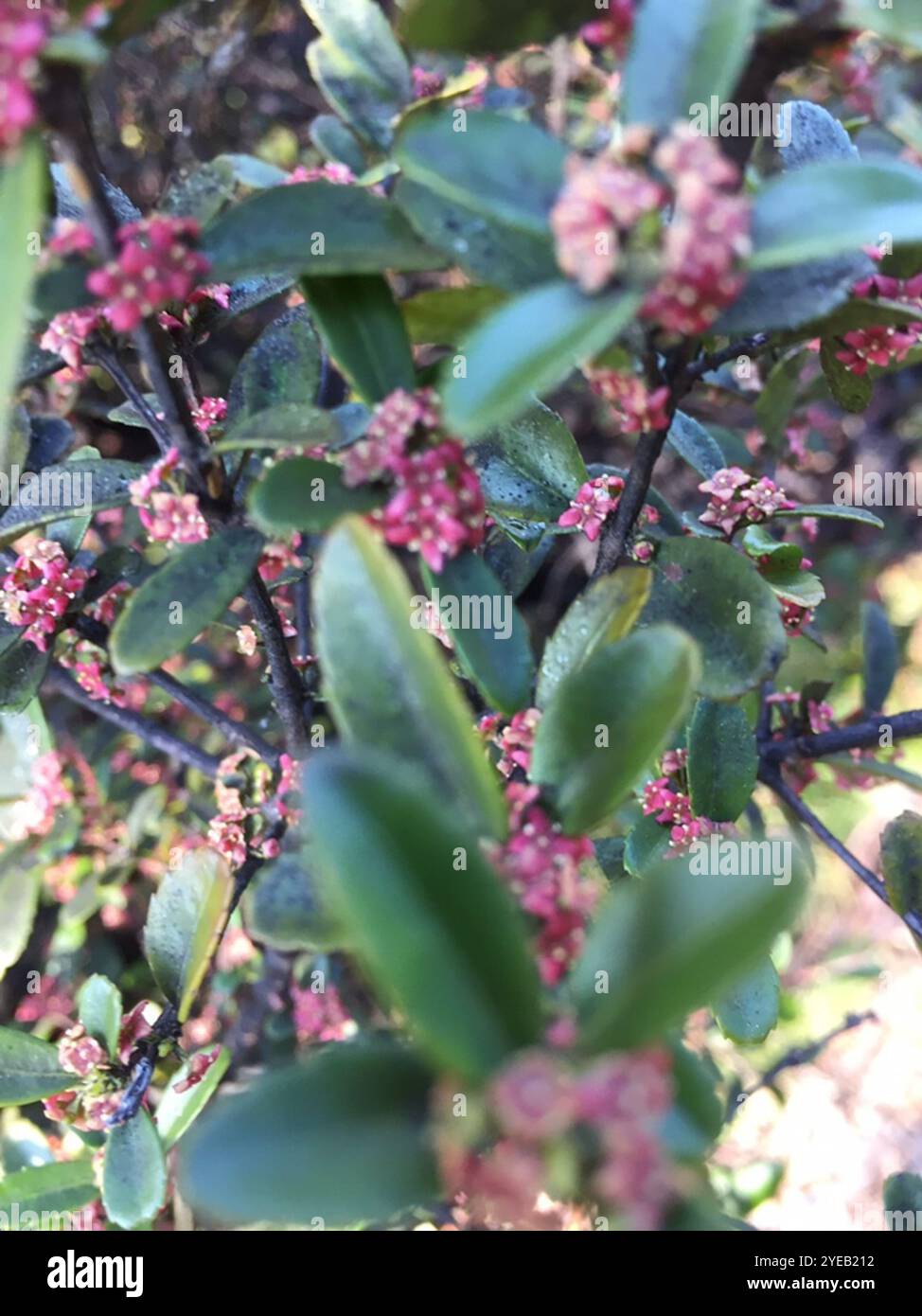 Oregon Boxwood (Paxistima myrsinites Stock Photo - Alamy