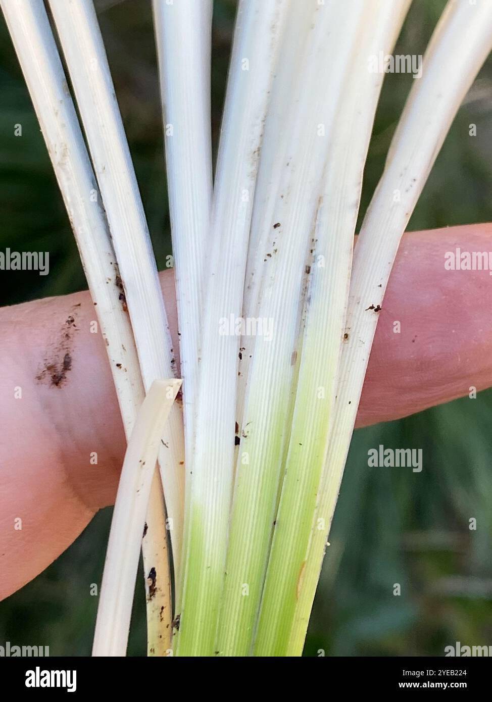 Turkey beard (Xerophyllum asphodeloides Stock Photo - Alamy