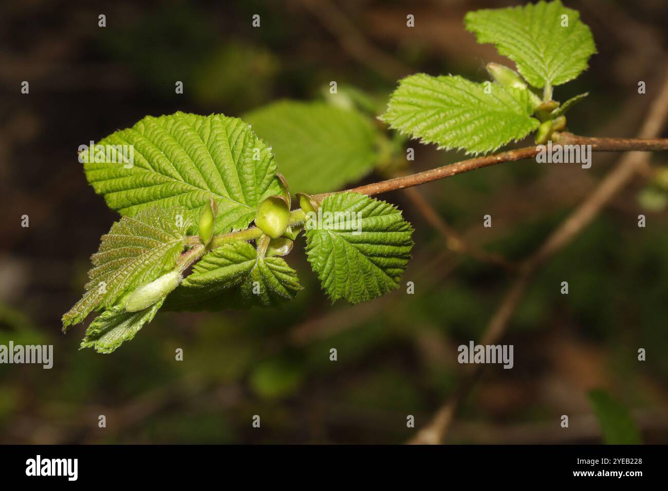 common hazel (Corylus avellana Stock Photo - Alamy