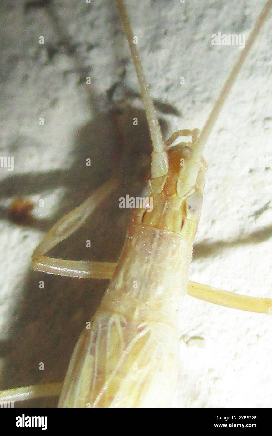 Common Tree Crickets (Oecanthus Stock Photo - Alamy