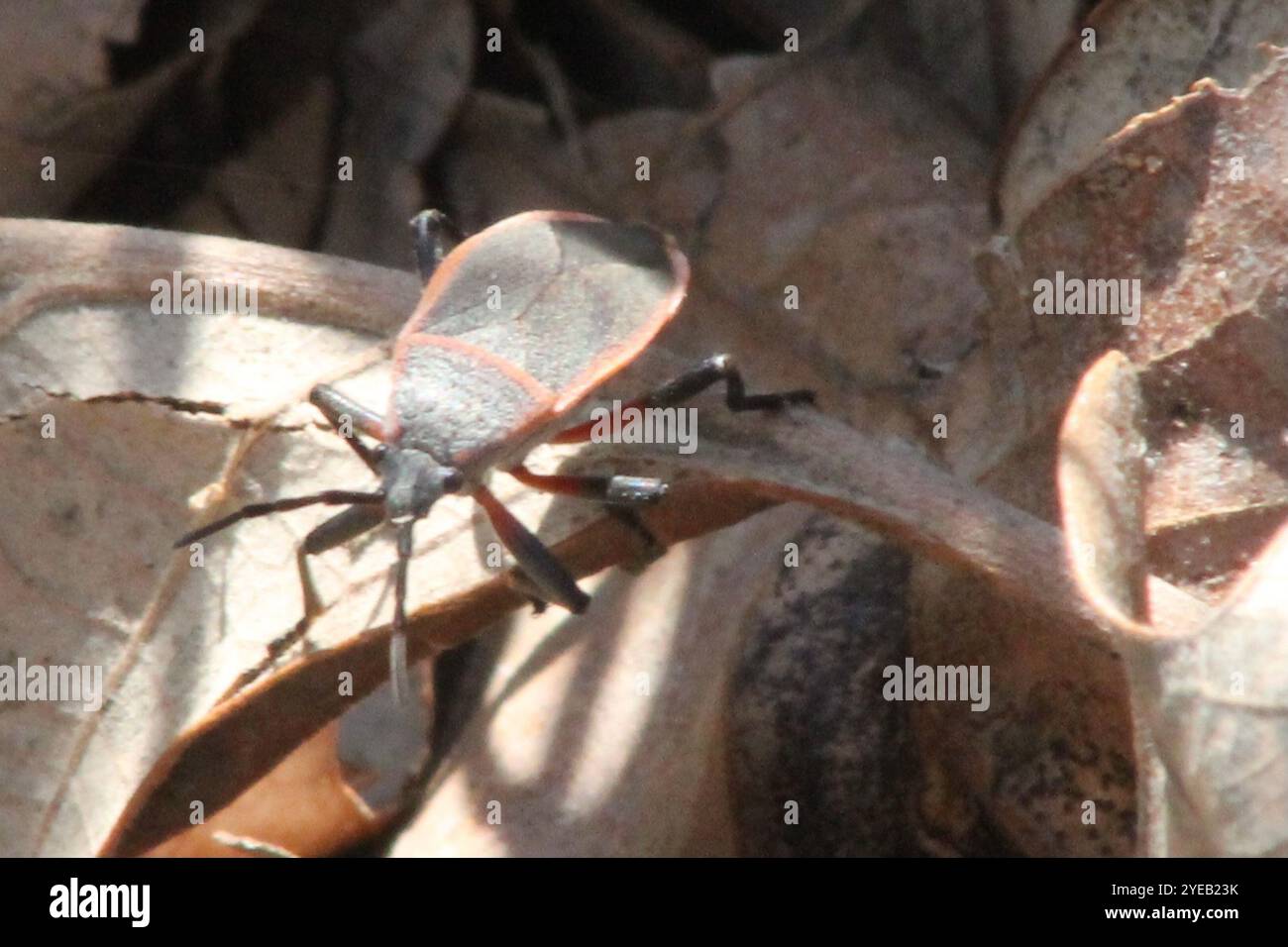 Eastern Bordered Plant Bug (Largus succinctus Stock Photo - Alamy