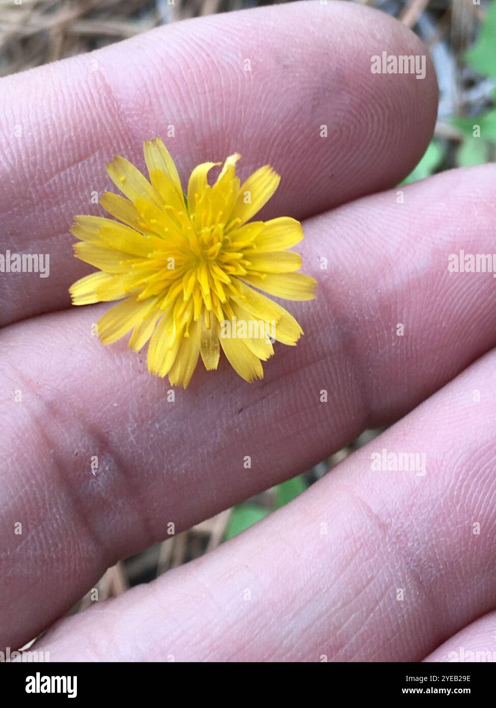 Virginia dwarfdandelion (Krigia virginica Stock Photo - Alamy