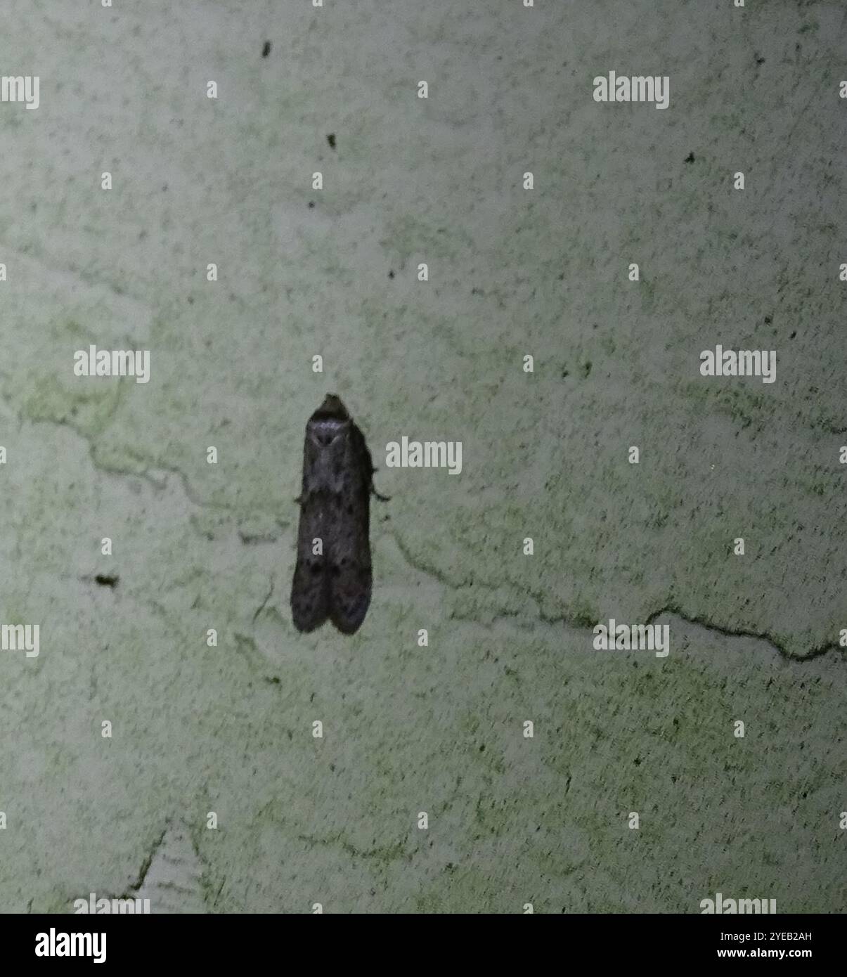 Acorn moth hi-res stock photography and images - Alamy