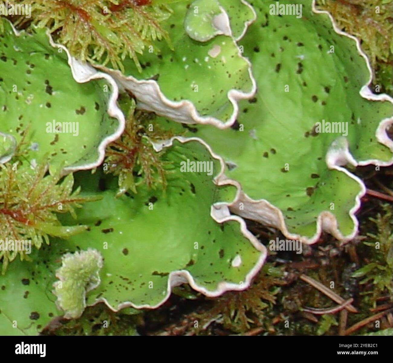 freckled pelt lichen (Peltigera aphthosa Stock Photo - Alamy