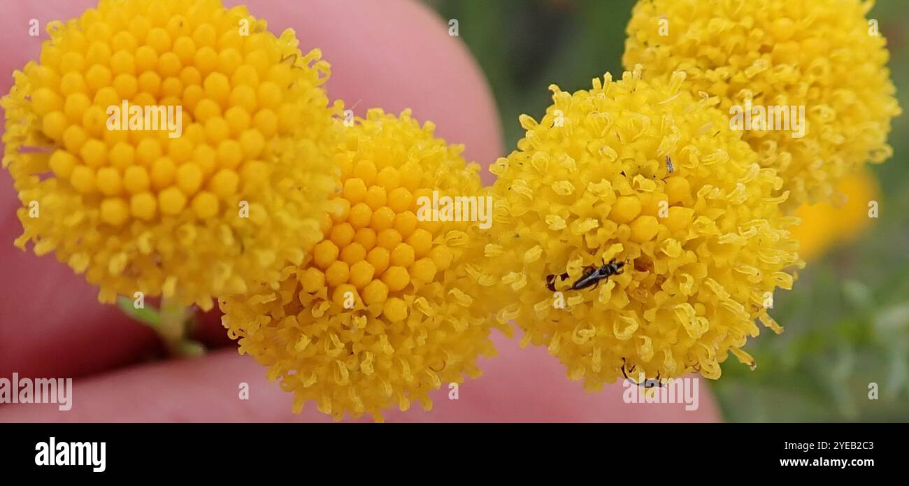 Bitterbush (Chrysocoma ciliata Stock Photo - Alamy