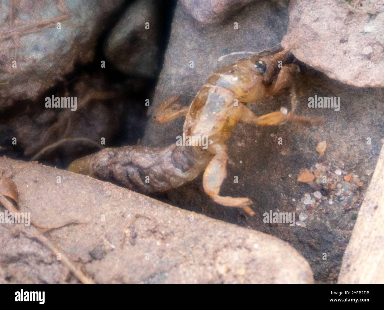 Green Drakes (Ephemera Stock Photo - Alamy