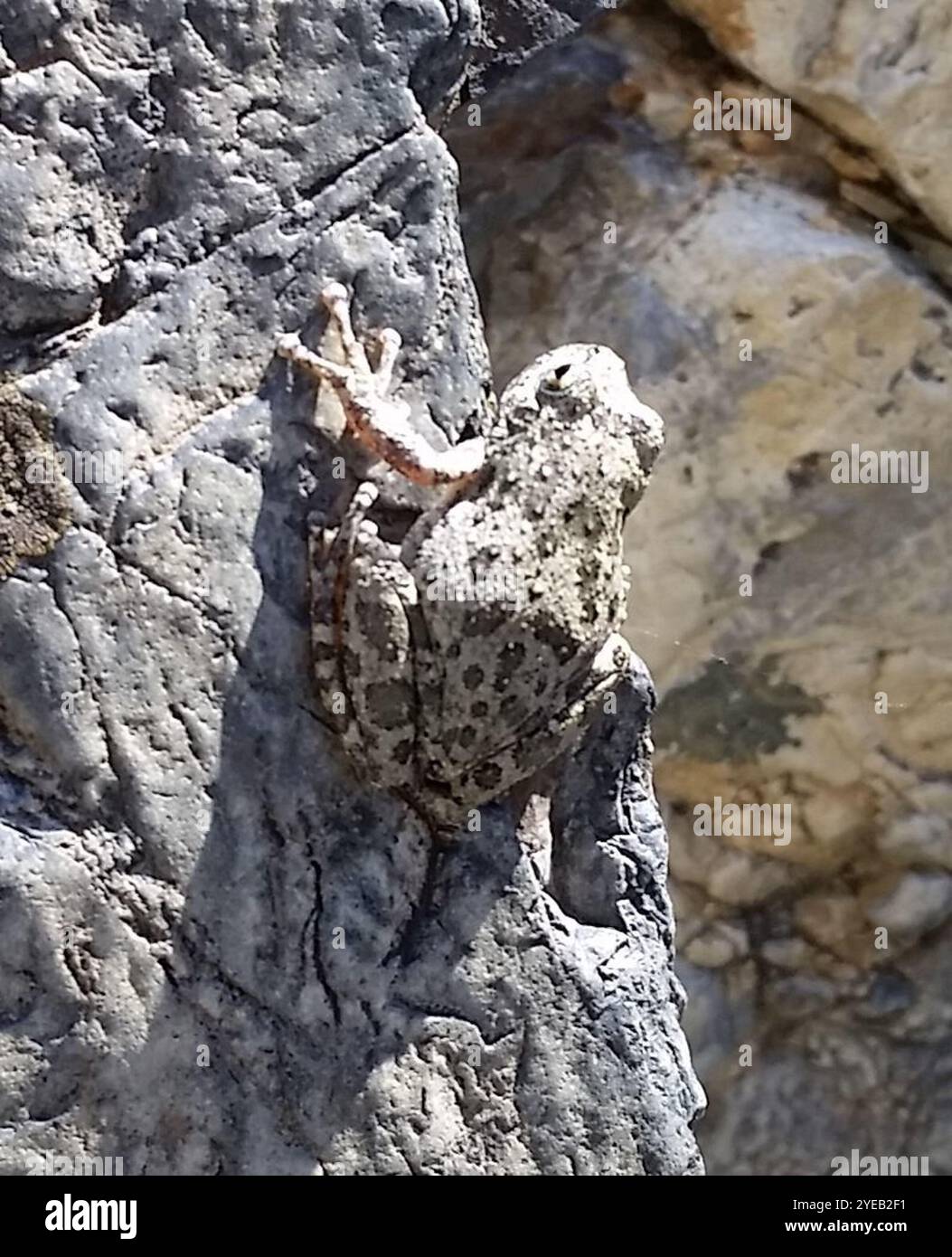 California Tree Frog (Pseudacris cadaverina Stock Photo - Alamy